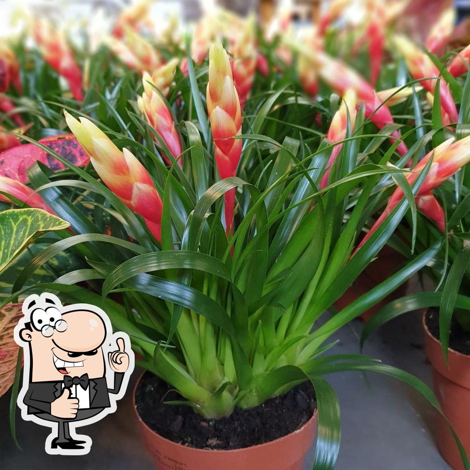 Port sunlight garden centre cafe menu and review - Restaurant Guru