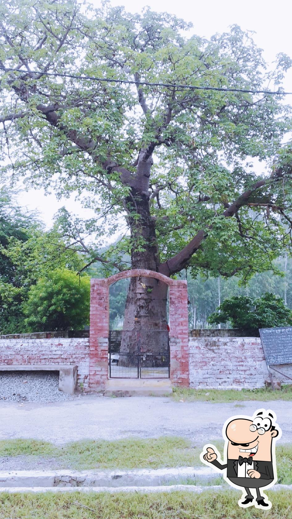 Parijaat Tree Kayasthan tola Bachhrawan, Bachhrawan - Restaurant reviews