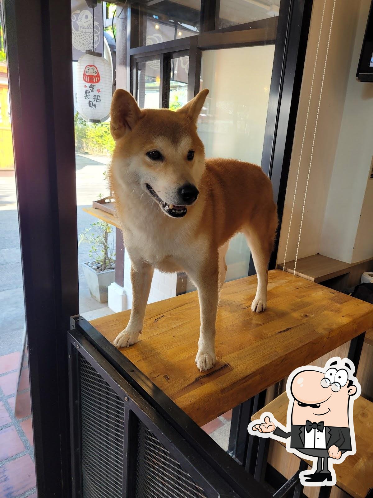 Box Box Dog Cafe คาเฟ่น้องหมา เชียงใหม่, Chiang Mai, 239 - Restaurant ...