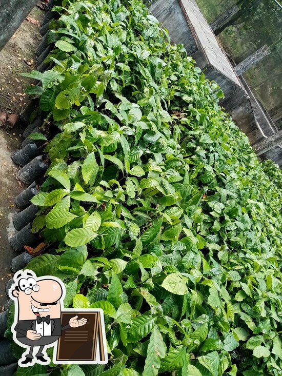 NCRDEC - National Coffee Research Development and Extension Center CvSU ...