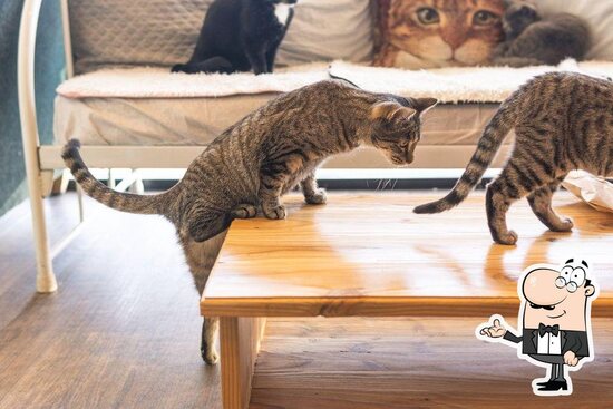 Menu at Catnap Cafe, Christchurch