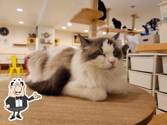 Carta del café Cats' Playground, Seul