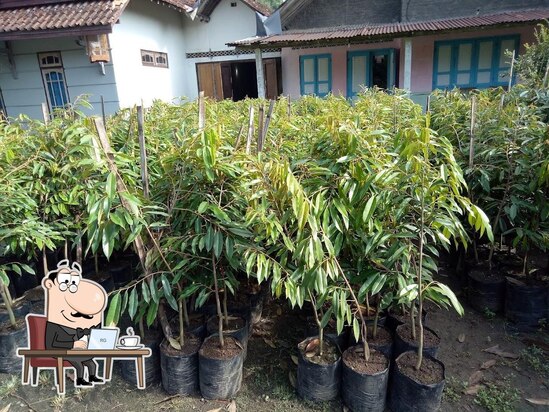 Joglo Mlati Traditional Gathering Hall & Resto, Yogyakarta - Restaurant ...