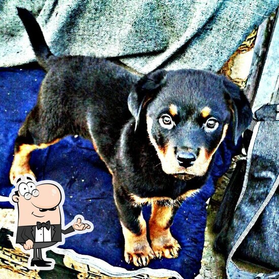 Famous dogs, Kairo