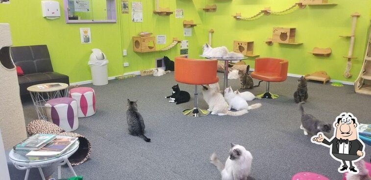 Fancy Meow Cat Cafe, Rotorua - Carta del restaurante y opiniones