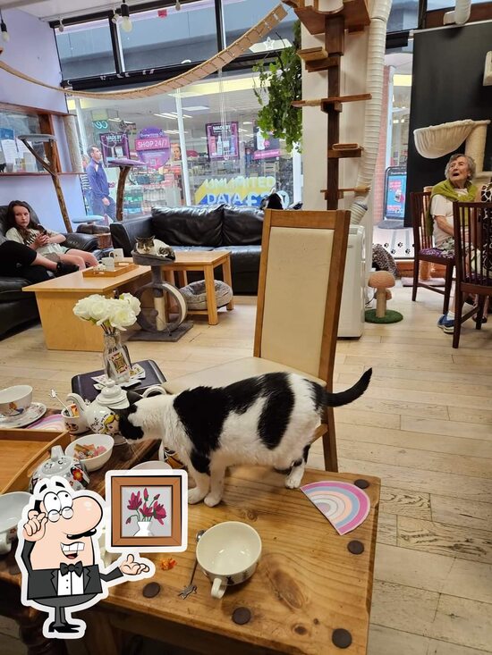 Paws Cat Cafe, Tonbridge - Restaurant menu, prices and reviews