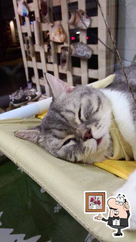 Menu at Cat Mania Cafe, Bangkok