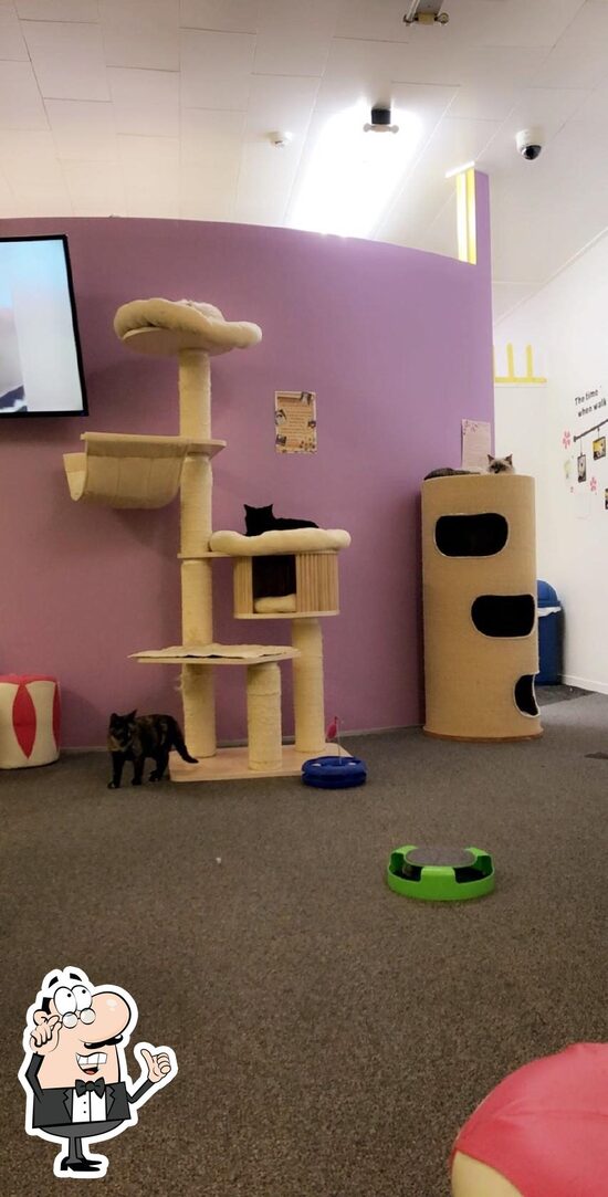 Fancy Meow Cat Cafe in Rotorua - Restaurant menu and reviews