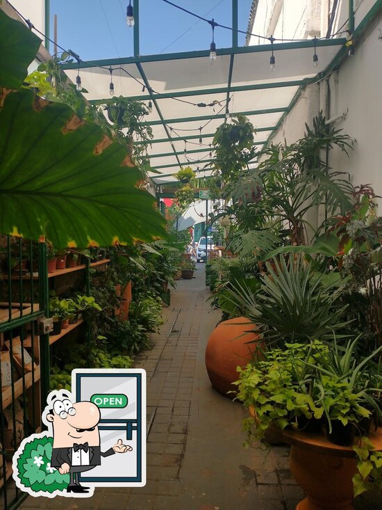 Carta de Ahuehuete Americana - Plantas y café, Guadalajara