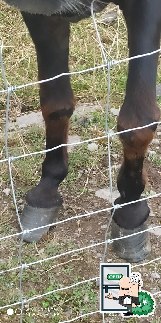 Dingle Pet Farm, Lispole - Opiniones del restaurante