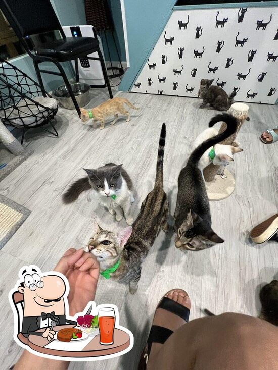 Toe Beans & Dreams Adoption Cafe in Aiea - Restaurant reviews