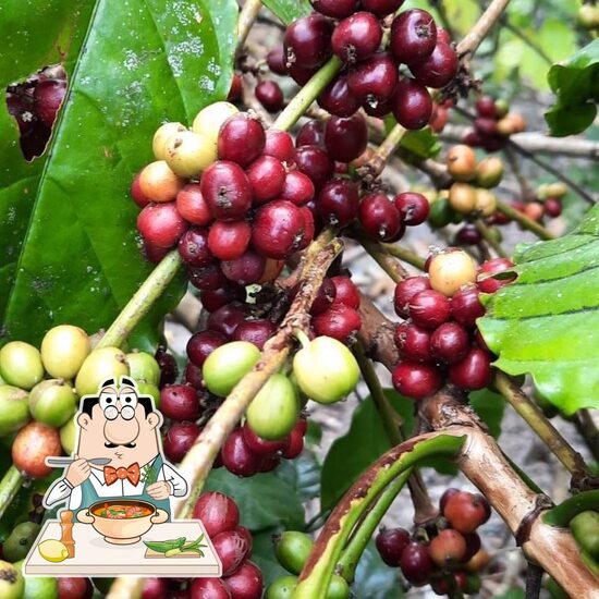 Robusta coffee green beans shops., Bangkok - Restaurant menu, prices ...