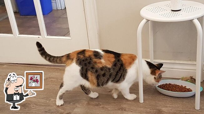 Mad Catter Cafe, 124 Duckworth St in St. John's - Restaurant reviews
