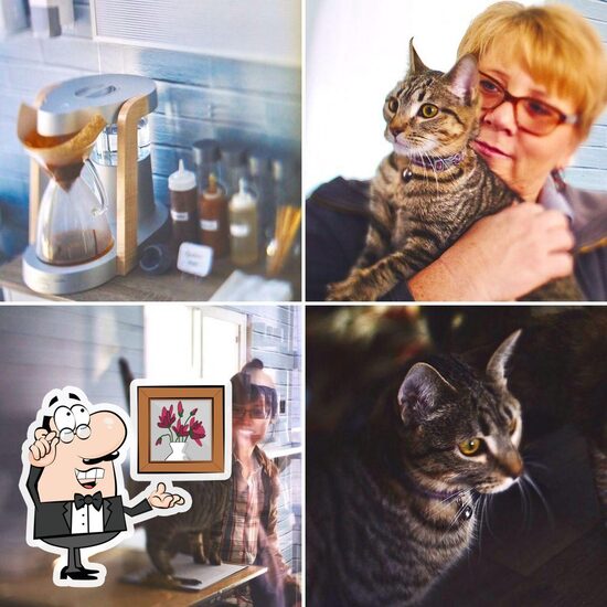 Moon Cat Cafe, Los Angeles, Florence - Restaurant menu, prices and reviews