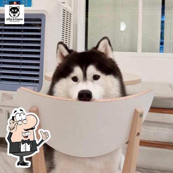 Dog In Town Ari - Dog Cafe คาเฟ่หมาอารีย์ Bangkok, Bangkok - Restaurant ...
