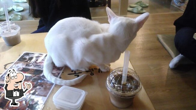 Cat Cafe, Seoul, 33-36 Changcheon-dong - Restaurant reviews