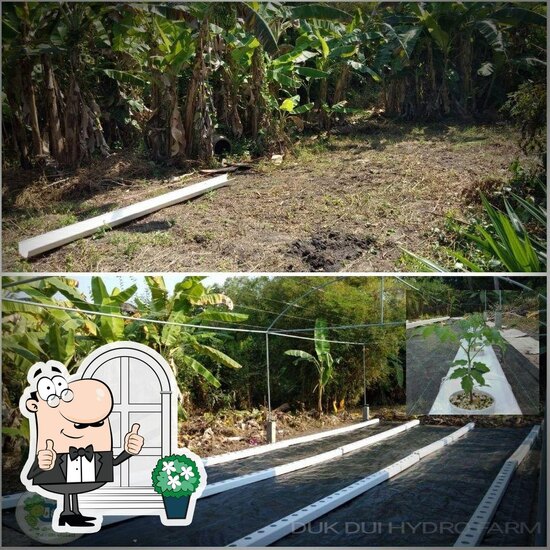 บ้านสลัด DukDui Hydro Farm, Nakhon Chum - Menú del restaurante, precios ...