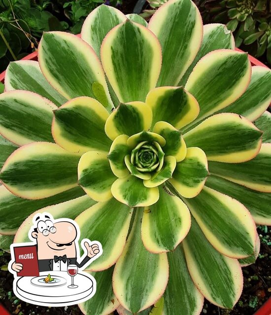 Koroit Succulents & Natives with THE GARDEN CAFE, Koroit - Restaurant ...