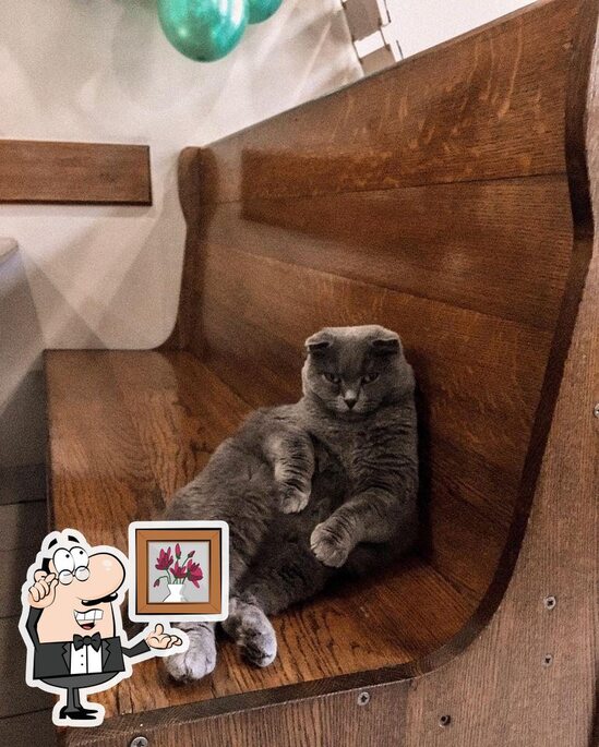 Cat Cafe, Lviv, Ploshcha Henerala Hryhorenka - Restaurant reviews