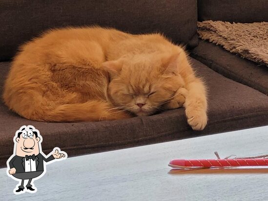 The Cat Lounge in Coventry - Restaurant reviews