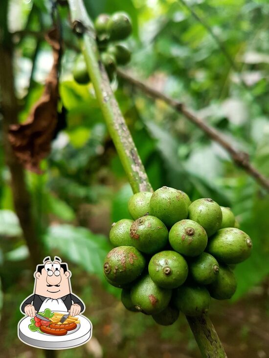 LUBAK BALI LUWAK COFFEE - Restaurant menu, prices and reviews