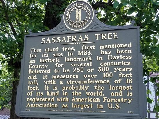 Menu at Sassafras Tree, Owensboro