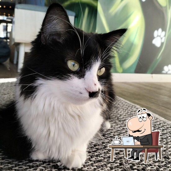 Catnap Cafe, Christchurch - Restaurant menu, prices and reviews