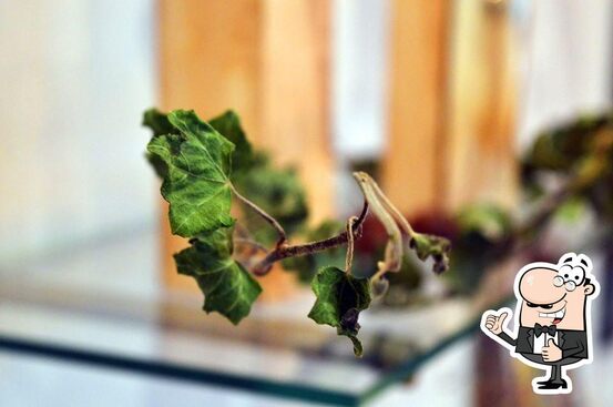 Macabu cafe, Ybbs an der Donau - Restaurant reviews