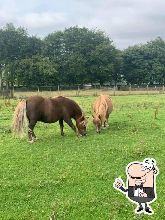 Mayfield Alpacas in Sheffield
