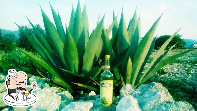 Carta del pub y bar Mezcal Tobalá Palemón Puerto Escondido, Puerto ...