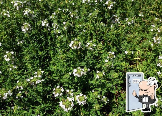Menu at Fuchsia's Edible Flowers & Premium Herbs, Pascoe Vale