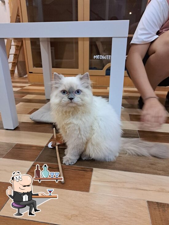 Menu at Snow the Cat Cafe, Marikina