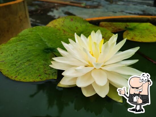 Menu at สวนบัวนันท์นลินทร์ by Potjanee cafe, Nong Prue