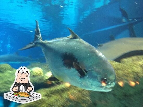 Shark Reef Cafe in Albuquerque - Restaurant menu and reviews