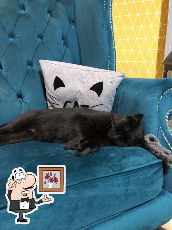 Charlie's Cat Cafe, 75 High Street in Eccleshall - Restaurant reviews