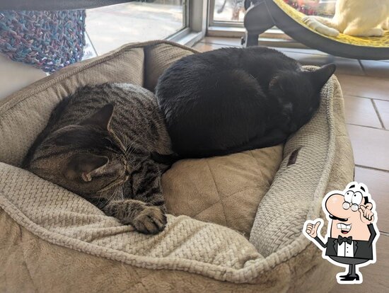 The Purrfect Cup Cat Cafe, Saskatoon - Restaurant menu, prices and reviews